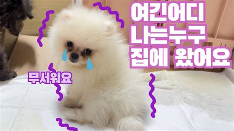 포메 아가의 우당탕탕 새 집 적응기 Youtube
