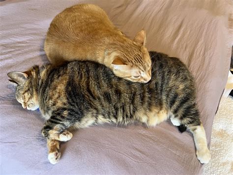 My Torbie And Orange Collided Rtorbies