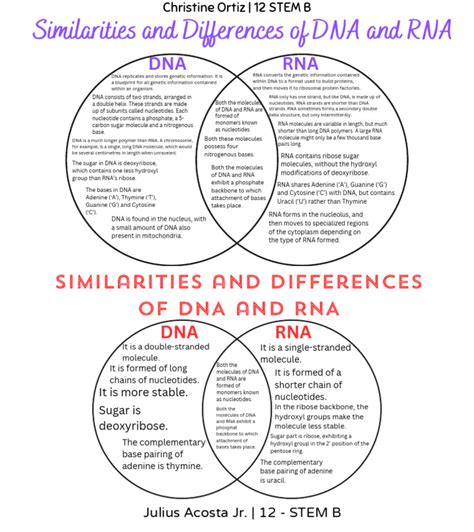 Similarities And Differences Of Dna And Rna Pdf