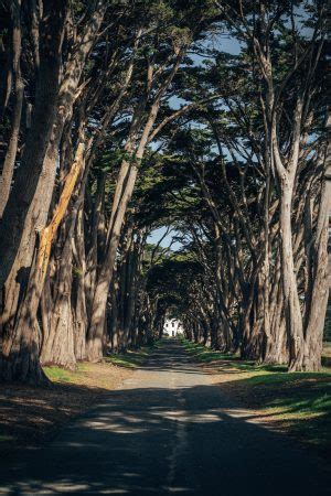 TREE TUNNELS YOU CAN WALK OR DRIVE THROUGH IN CALIFORNIA Smilkos Lens