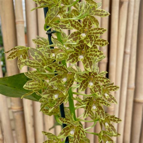 Gram Scriptum Var Multiflora X Sib 4in Littleorchidannie