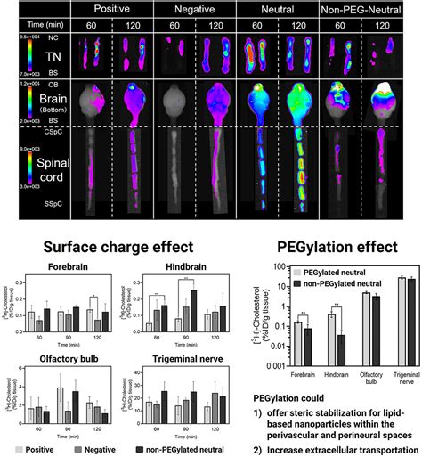 Intranasal Administration For Brain Targeting Delivery Ijn