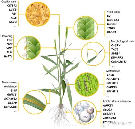 Mol Plant 中国农科院程时锋团队综述植物群体基因组重测序研究进展 知乎