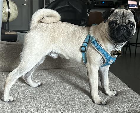 My Long Boi Is Misbehaving Rpug My Long Boi Is Misbehaving Rpug
