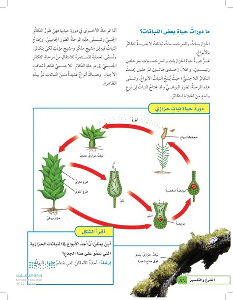 تتكاثر النباتات البذرية عن طريق التكاثر الجنسي مدارس التعاون عمليات