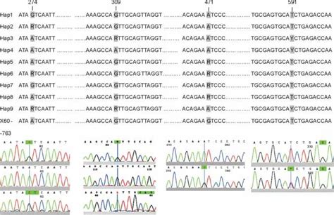 sequence alignment of k csn3 gene fragment compared to genbank