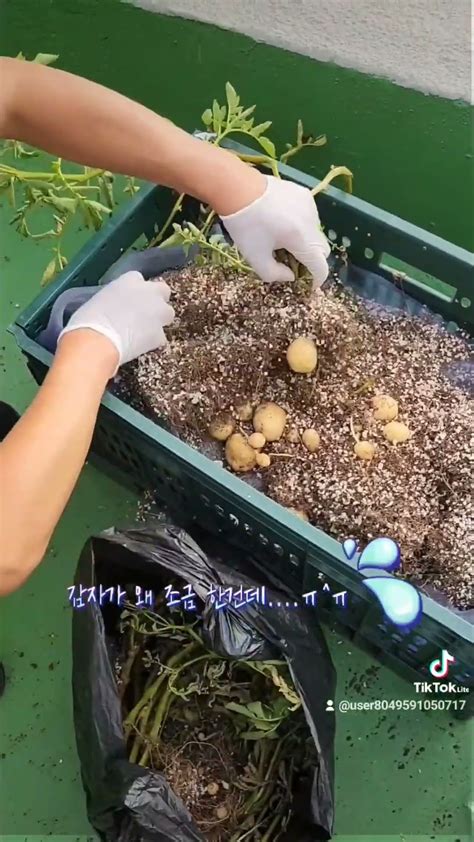 감자 어려워 왜 키우기 좋아요 힐링 필요 삶 농사 귀촌 귀농귀촌 벌칙 힐링 Youtube