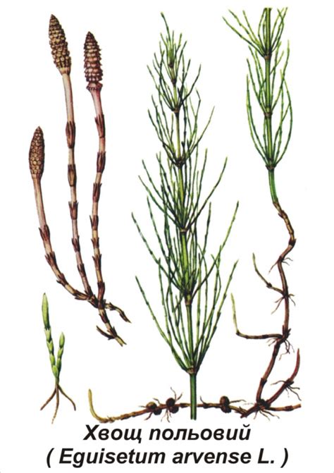 Вищі спорові рослини Тест з біології «На Урок