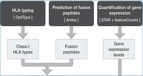 Neofuse Predicting Fusion Neoantigens From Rna Sequencing Data Rna Seq Blog
