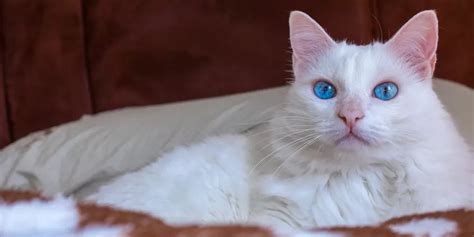 Albino House Cat 10 Facts About White Cats Lifestyle News Zee News