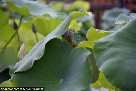 莲花池公园现罕见并蒂莲绽放，娇艳初放惹人醉