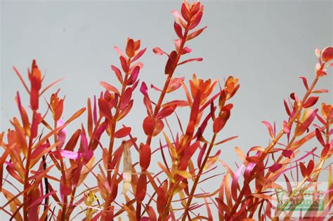 Rotala H'ra – DustinsFishtanks
