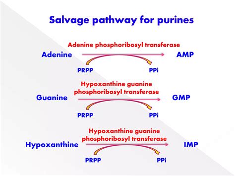 Biosynthesis Of Purine Nucleotides Ppt