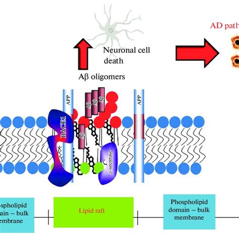 Schematic Representation Of App Processing In The Cell Membrane And Download Scientific Diagram