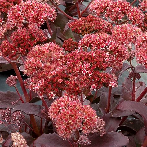 Sedum Raspberry Truffle Phoenix Perennials