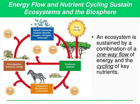 Ppt Ecosystems What Are They And How Do They Work Powerpoint Images Images
