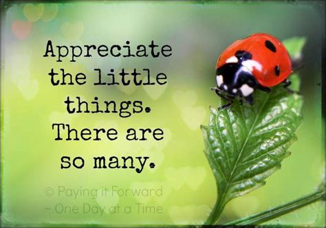 Ladybug Quotes Quotesgram