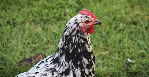 Java Chicken A Heritage American Dual Purpose Bird