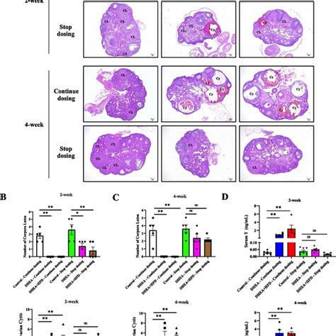 Ovarian Morphology And Serum Testosterone T Levels Of The Mice A