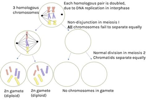 Gene Mutation Flashcards Quizlet