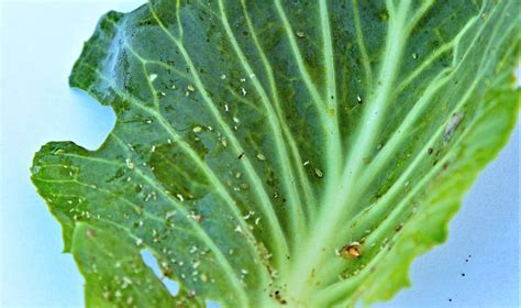 Aphids — Garden Advice