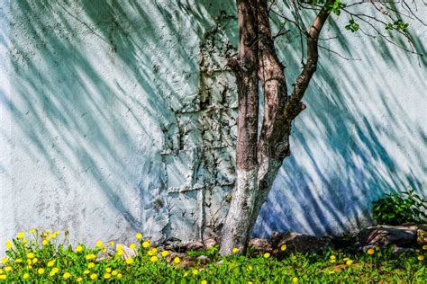Junger Apfelbaum Durch Die Betonmauer Stockfoto Bild Von Organisch Gras 89903520