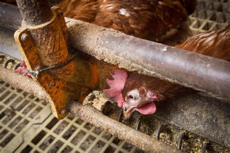 Plant Extract Of Pueraria Valuable Additive For Laying Hens All About Feed