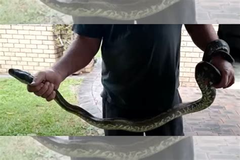 3 Metre Naughty Snake Drags 5 Year Old Babe Into Pool George Herald