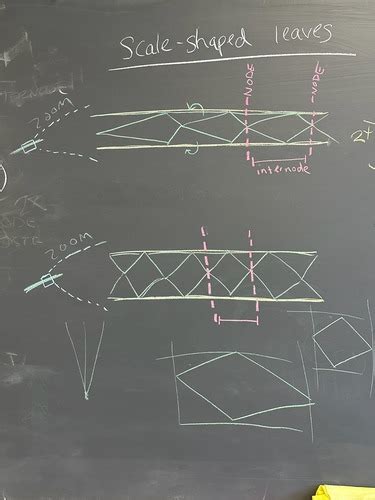 Bot Lab 11 Dichotomous Key Flashcards Quizlet