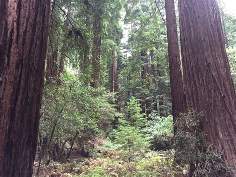 图片素材 荒野 厂 落后 丛林 云杉 雨林 落叶 树林 林地 栖息地 生态系统 生物群落 老生长森林 自然环境 木本植物 温带阔叶和混交林 温带针叶林