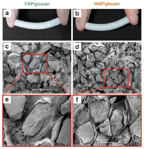 Panels A B Show Macroscopic Images Of FAP Glucan And HAP Glucan Download Scientific Diagram