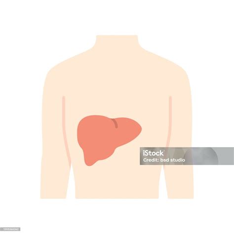건강 한 간 플랫 디자인 긴 그림자 색상 아이콘입니다 건강에 좋은 장기 기능 소화 선 내부 신체 부위가 양호한 모양 건강에 좋은 위장관 벡터 실루엣 일러스트레이션 간 내부