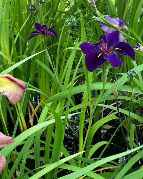 17 Gorgeous Iris Varieties Youll Want To Know And Grow