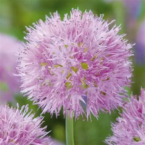 Allium Carolinianum Rosy Dream