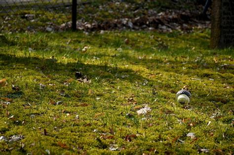 마른 시들한 나뭇잎과 나뭇가지로 둘러싸인 오래된 버려진 묘지 한가운데에 잔디와 이끼에 금속 모자가 놓여있는 유리로 만든 봉헌 촛불 또는 경계 의 빛 0명에 대한 스톡 사진