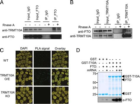 Coordination Of MRNA And TRNA Methylations By TRMT A PNAS
