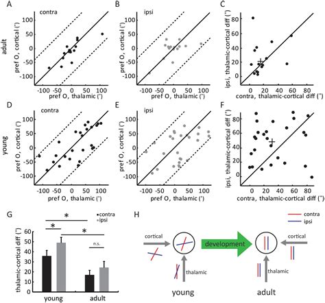 Binocular Matching Of Thalamocortical And Intracortical Circuits In The