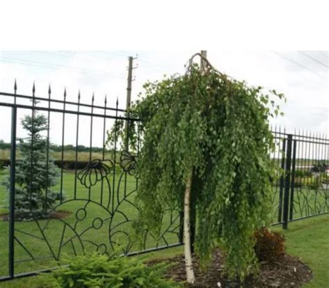 Beržas Himalajinis „long Trunk” Šilagalio Medelynas