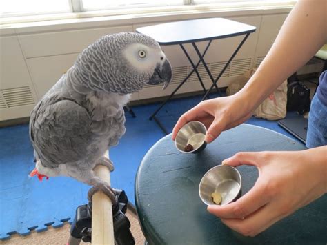 A Grey Parrot Outperforms Harvard University Babes In A Test Of Memory Small Joys