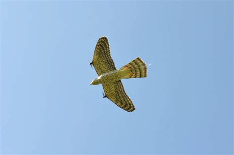 Robot Falcon File 770