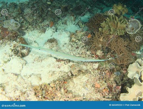 Crocodile Needlefish Stock Image Image Of Corals Tylosurus 66549223
