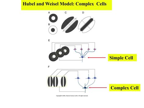 Ppt Primary Visual Cortex Simple Cells Powerpoint Presentation Free