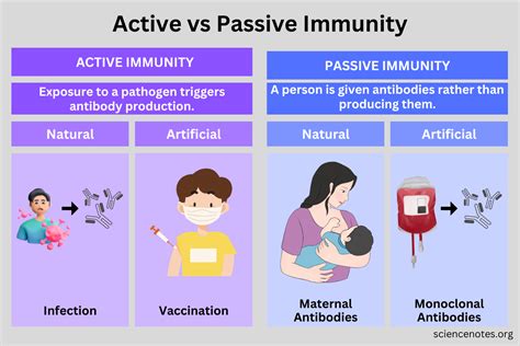 Active Vs Passive Immunity Definition And Differences
