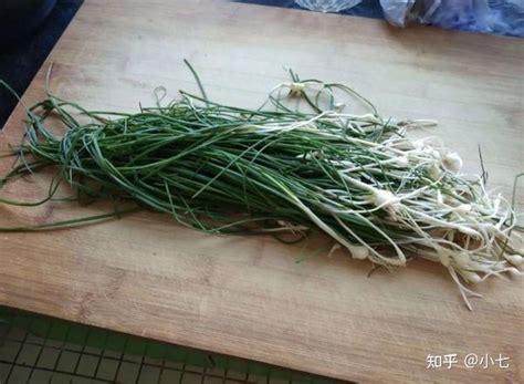 长得像“蒜”，不知道的用来喂猪，内行拿它当宝贝，见到别错过 知乎