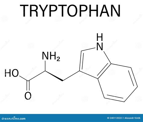 Tryptophan Or L Tryptophan Trp W Amino Acid Molecule Skeletal Formula Cartoon Vector