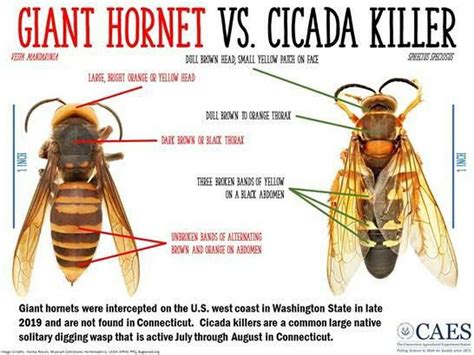 New Haven Scientists Large Cicada Killer Wasp Is Not A Murder Hornet