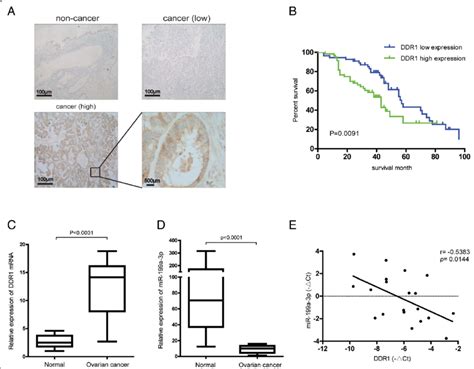 A Negative Correlation Between Ddr1 And Mir 199a 3p Was Observed In Download Scientific Diagram
