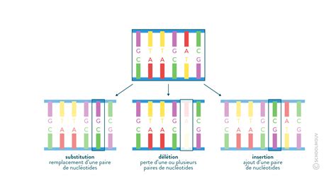variabilité de l adn definition