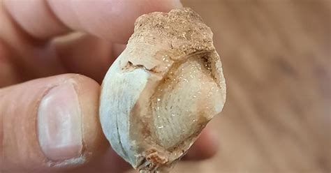 Composita Sp Brachiopod With Brachidium Album On Imgur