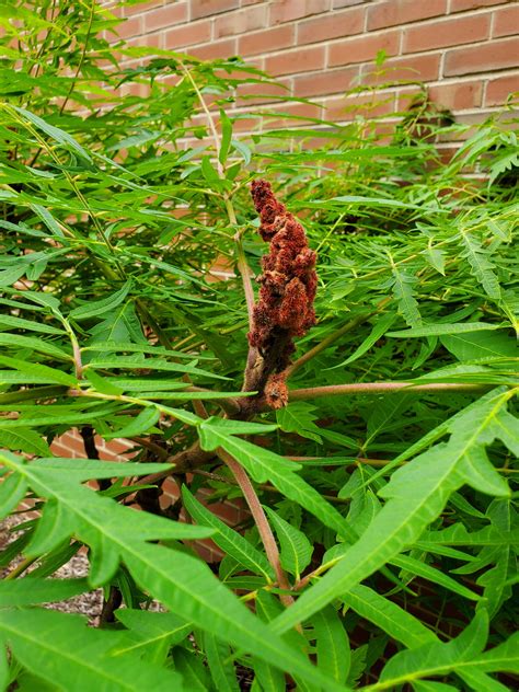 Wild Nipnip Buds Nomansskythegame